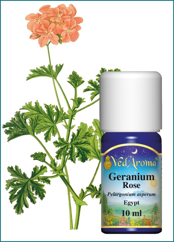 Geranium Rose Essential Oil (10 ml), Egypt | VedAroma EU