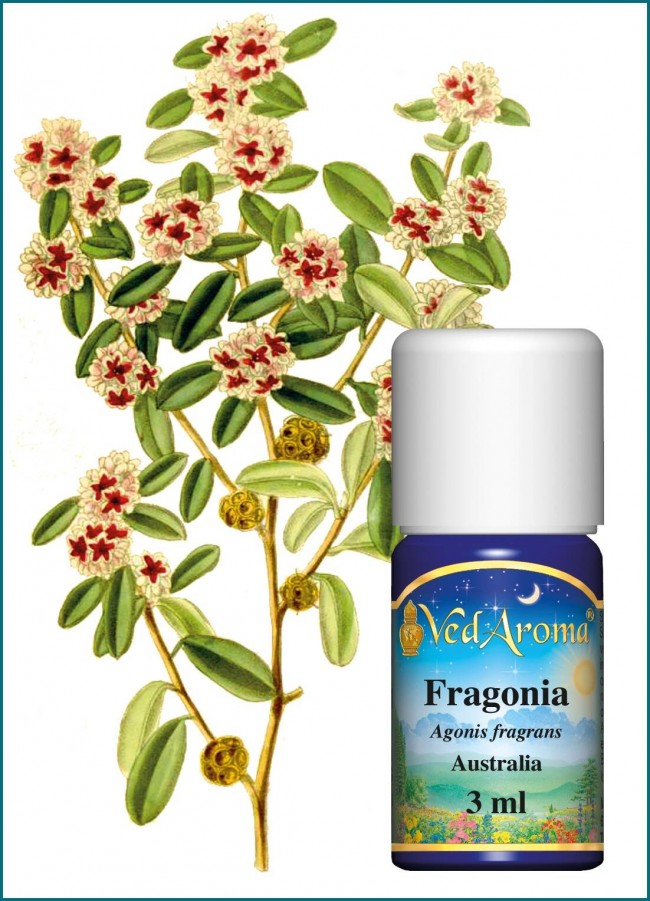 Fragonia Essential Oil (3 ml) - VedAroma EU