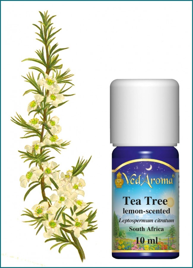 Tea Tree (Lemon-Scented) Essential Oil (10 ml) | VedaRoma EU