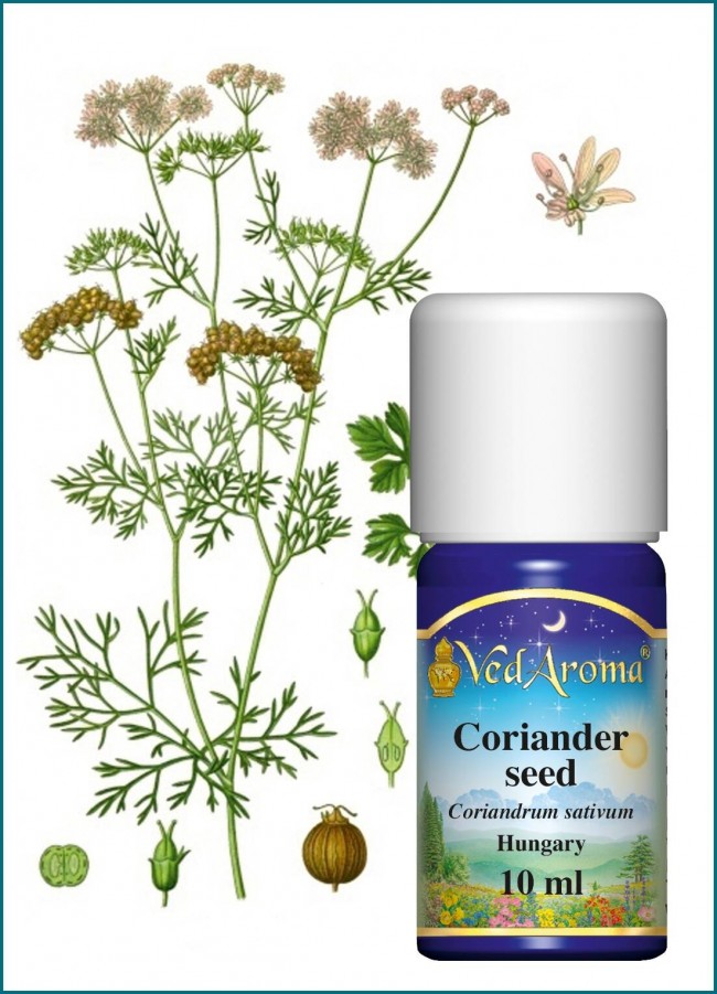 Coriander Seed Essential Oil (10 ml) - VedAroma US