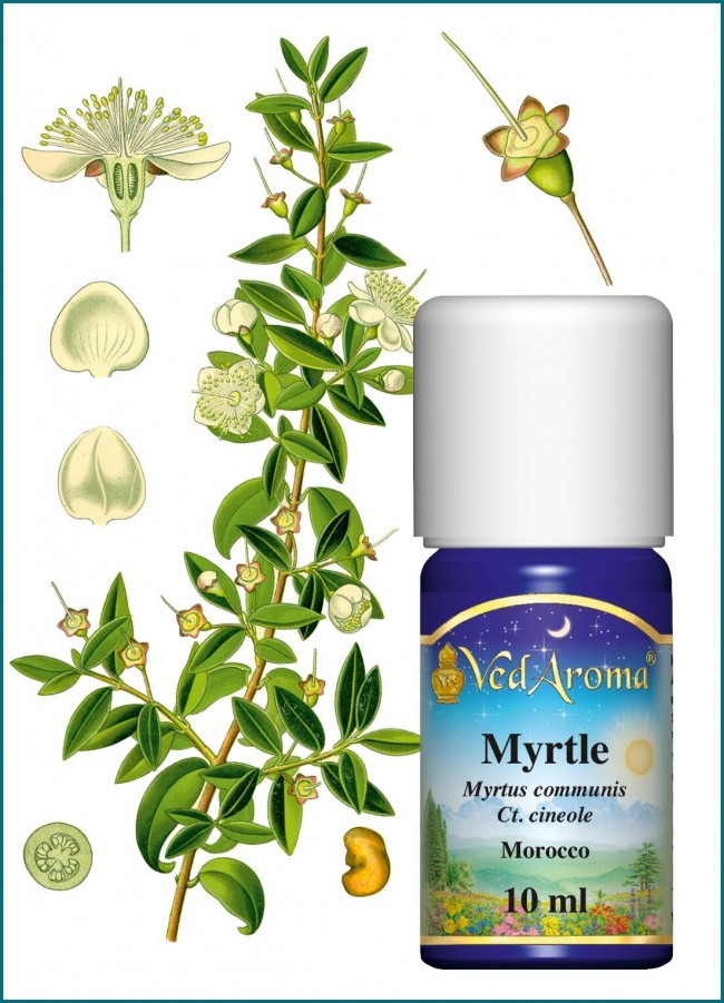 Myrtle Essential Oil (10 ml) - VedAroma US