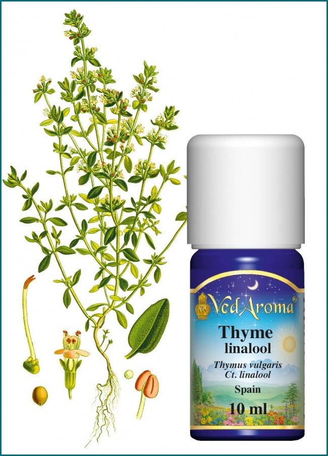 Thyme Linalool Essential Oil (10 ml) - VedAroma US