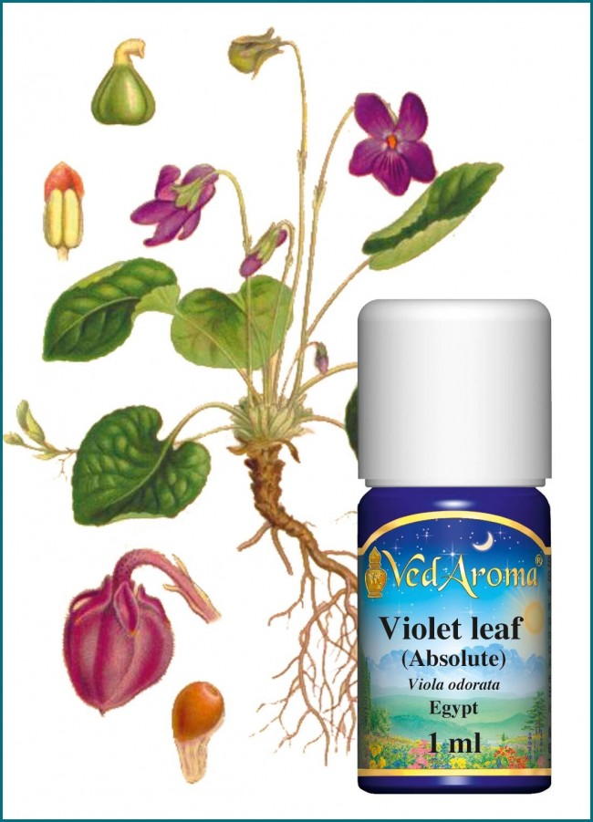 Violet Leaf, Absolute (1 ml) - VedAroma US