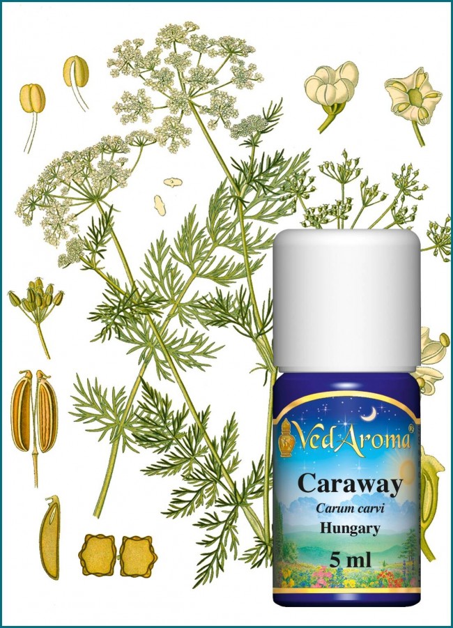 Caraway Essential Oil (5 ml) - VedAroma US