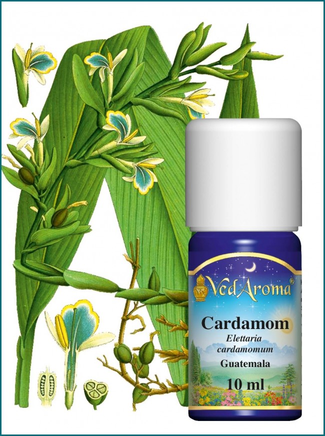 Cardamom Essential Oil (10 ml) - VedAroma US