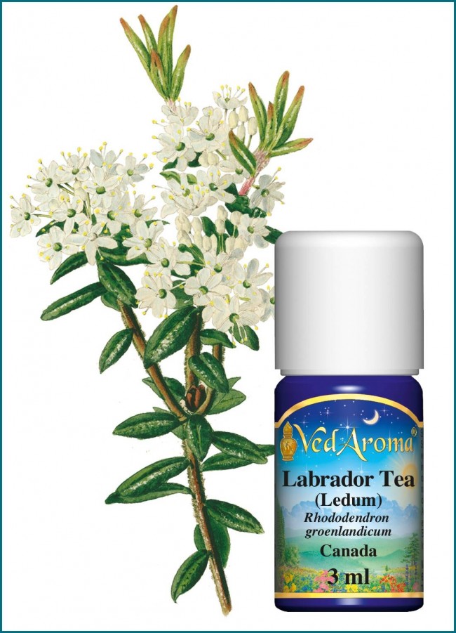 Labrador Tea (Ledum) Essential Oil (3 ml) - VedAroma US