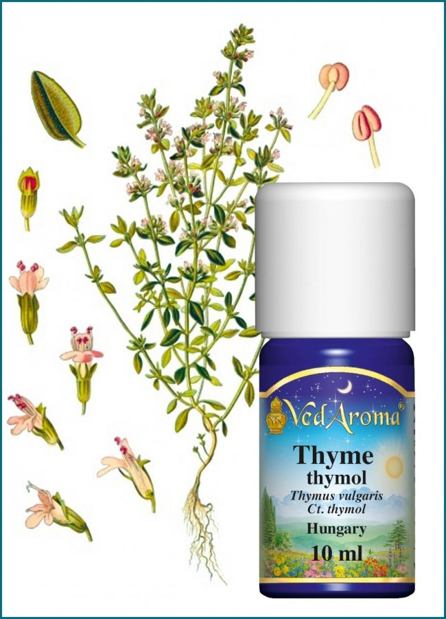 Thyme Thymol Essential Oil (10 ml) - VedAroma US